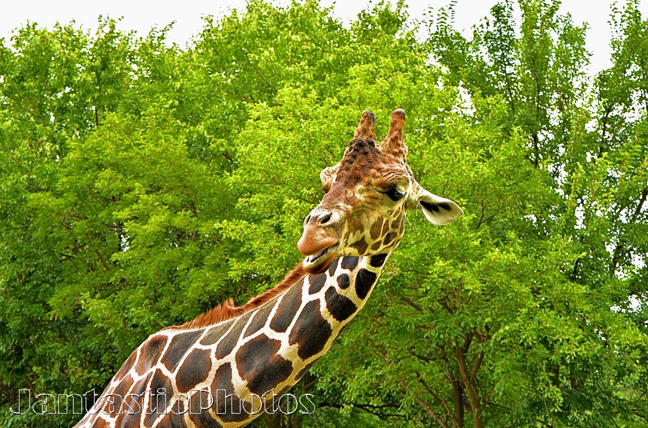 Reticulated Giraffe Photograph Instant Download Photo Long Neck Tall ...