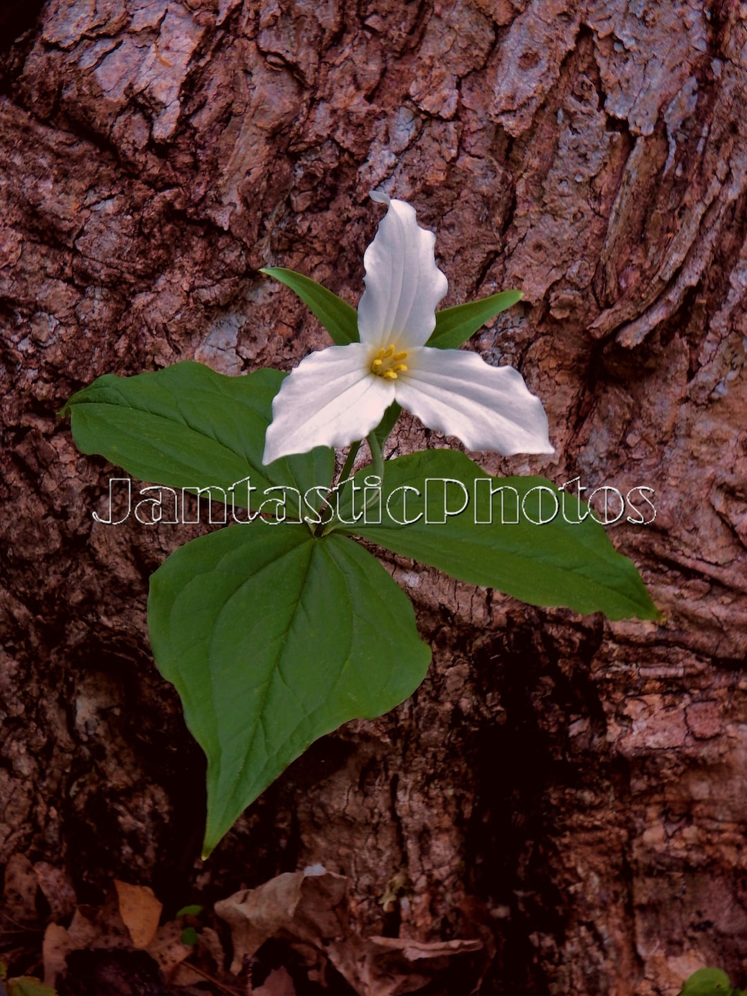 Trillium Woodland Photograph White Forest Wildflower Blossom Instant ...