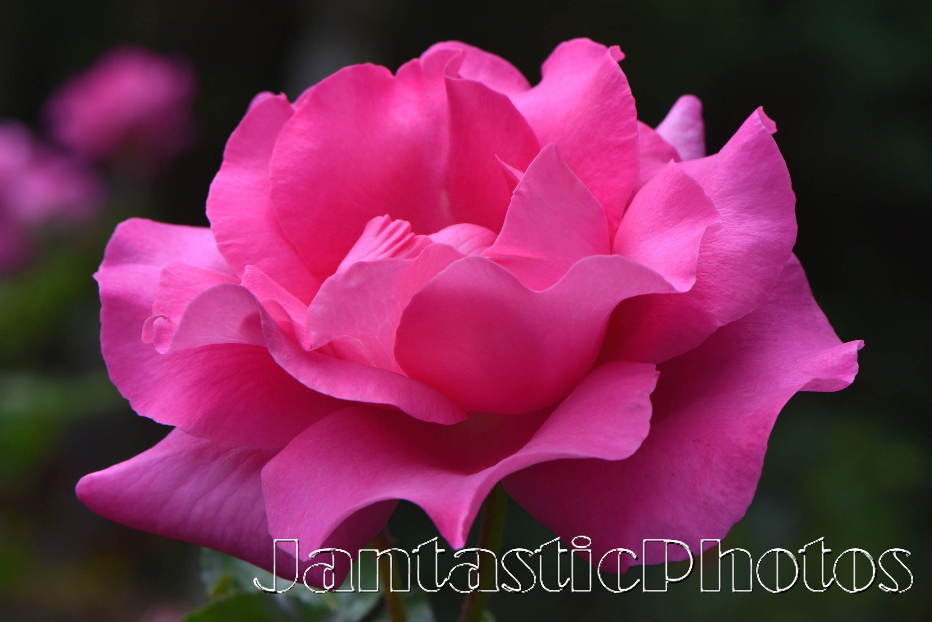 Pink Rose Photograph Flower Blossom Blooming Instant Download Photo ...