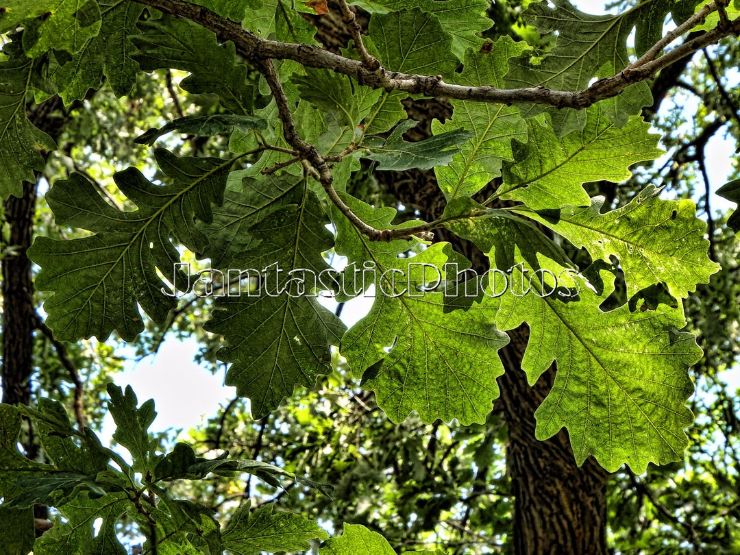 Oak Leaves Photograph Rustic Tree Craggy Bark Instant Download Photo ...