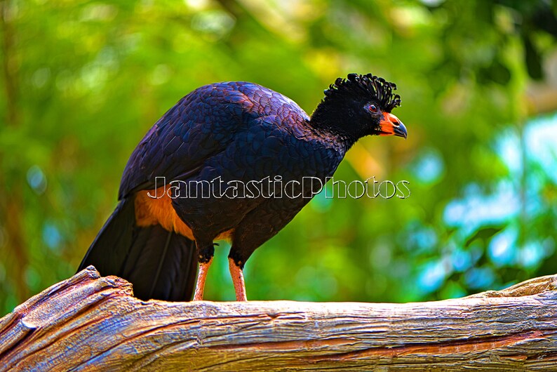 Wattled Curassow Photograph Tropical Bird Curly Crown Instant Download ...