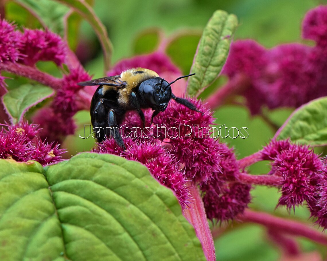 Bee Flower Photograph Bumblebee Amaranth Instant Download | Etsy