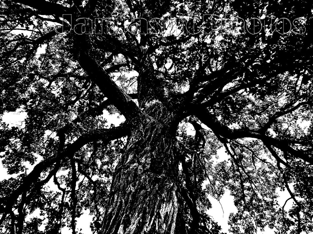 Mighty Oak Photograph Scary Tree Craggy Bark Instant Download Photo ...