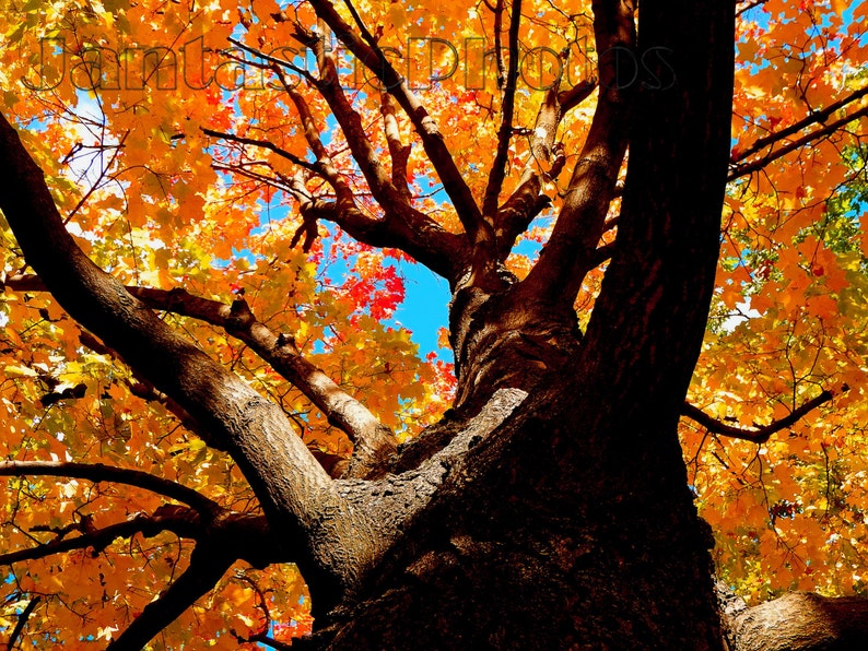 Golden Maple Tree Photograph Autumn Colors Looking up Trunk Instant ...