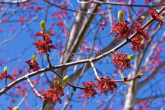 Red Maple Spring Photograph Tree Blooming Flowers Blossoms | Etsy