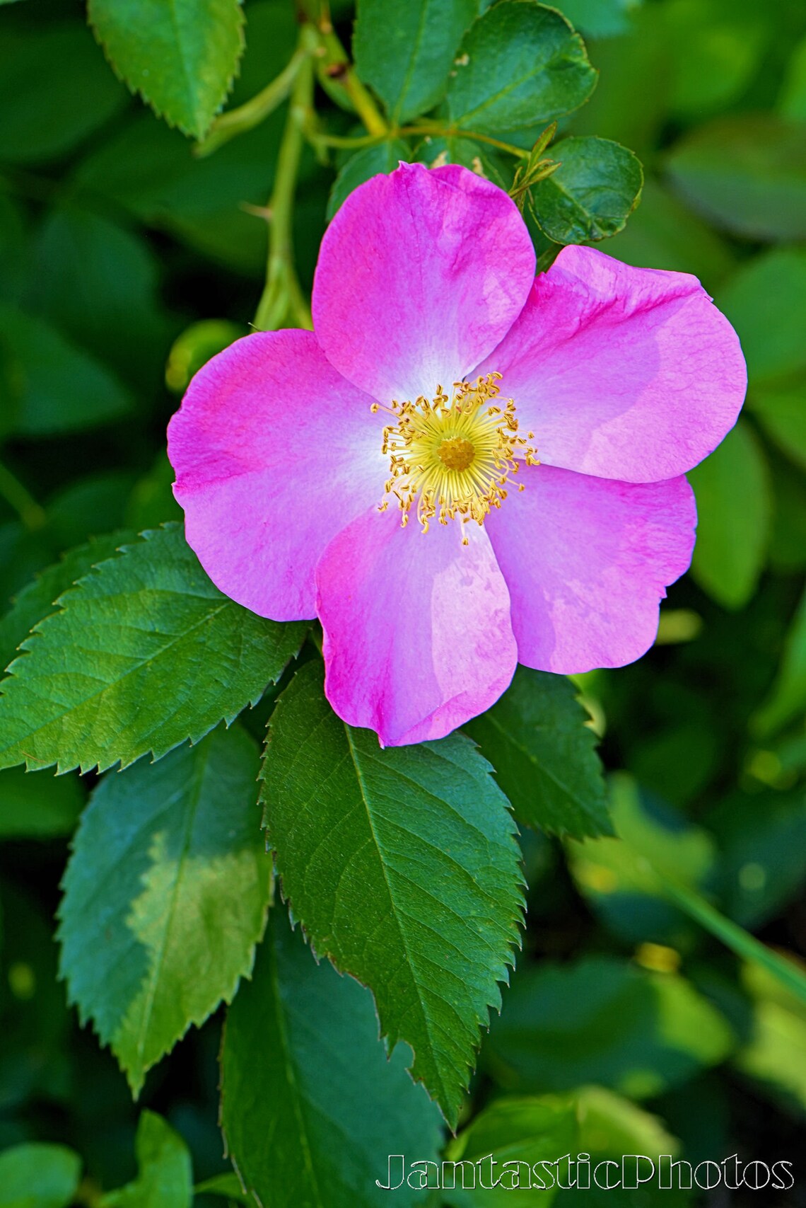Simplicity Rose Pink Photograph Flower Blossom Blooming - Etsy