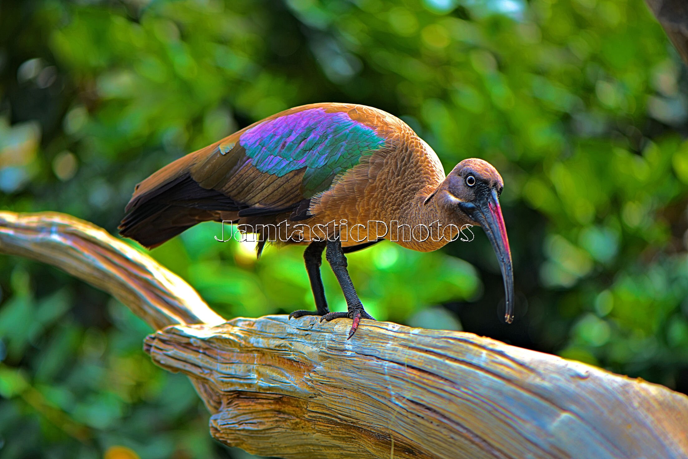 Hadada Ibis Photograph Instant Download Photo Colorful African Bird ...