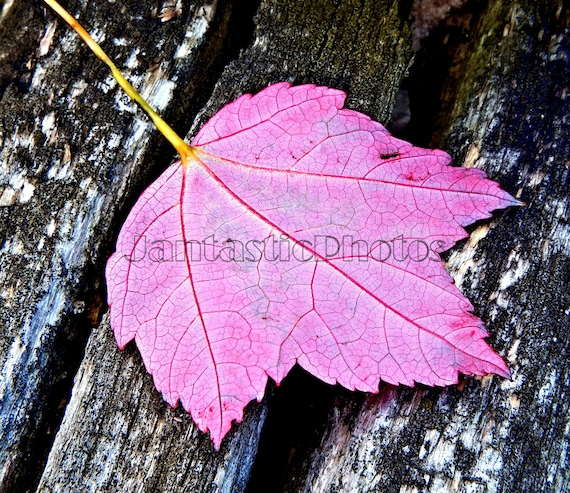 Purple Fall Maple Leaf