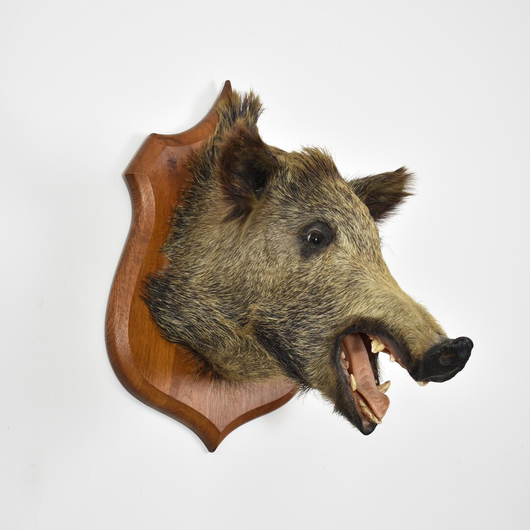 Antique Taxidermy Wild Boars Head - Etsy