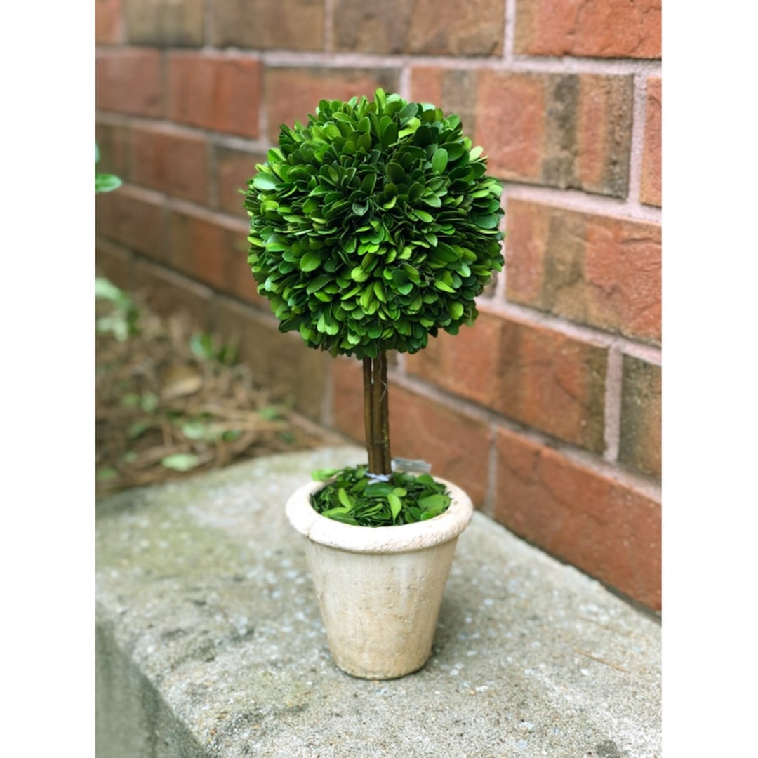 Preserved Boxwood Topiary 6x16year - Etsy