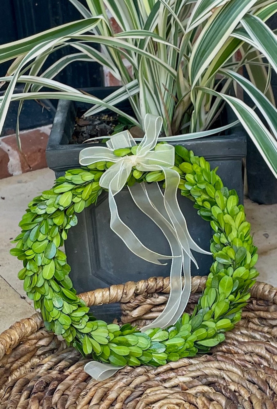 Elegant Boxwood Mini Wreath With Sheer Ribbon - Etsy