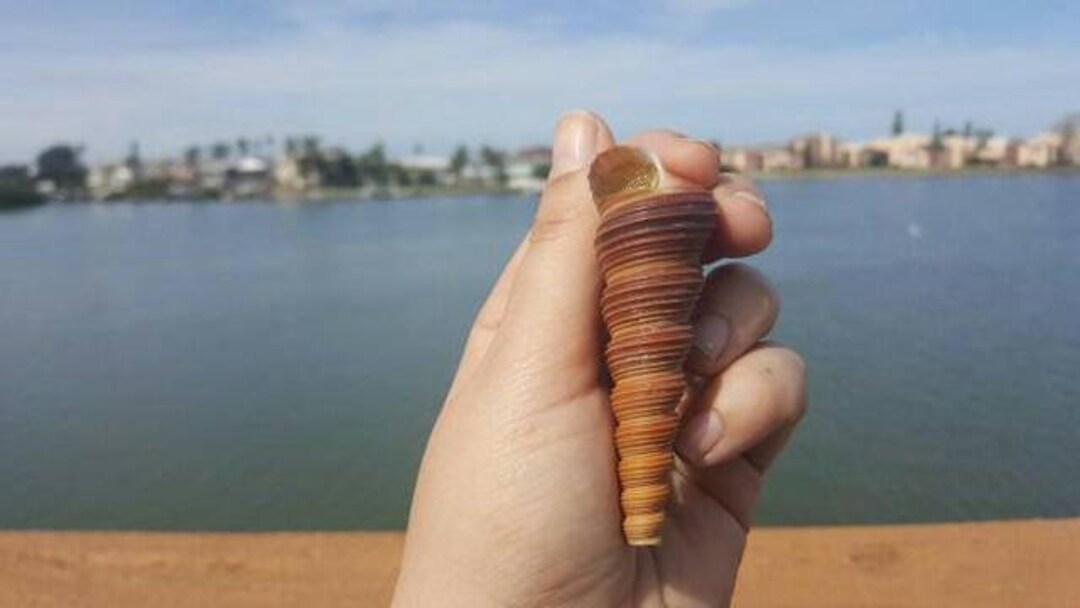 The Driftwood Seashell Tobacco Pipe Mermaid Smoking Pipe Alternative to ...