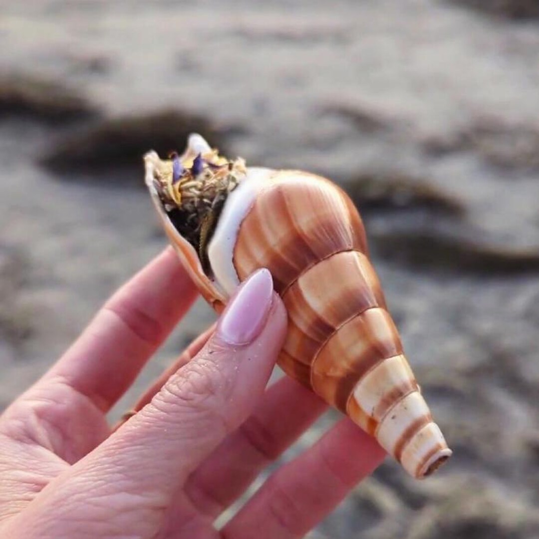 Real Seashell Hand Pipe Sea Shell Smoking Pipe With Hand Carved Art ...