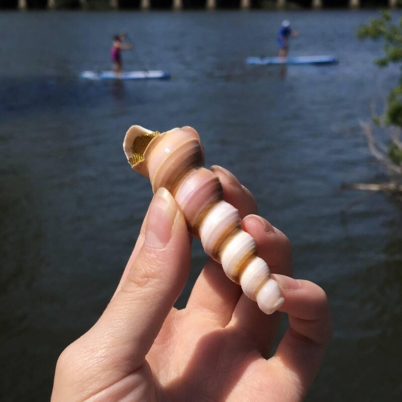 Shell Pipe - Etsy