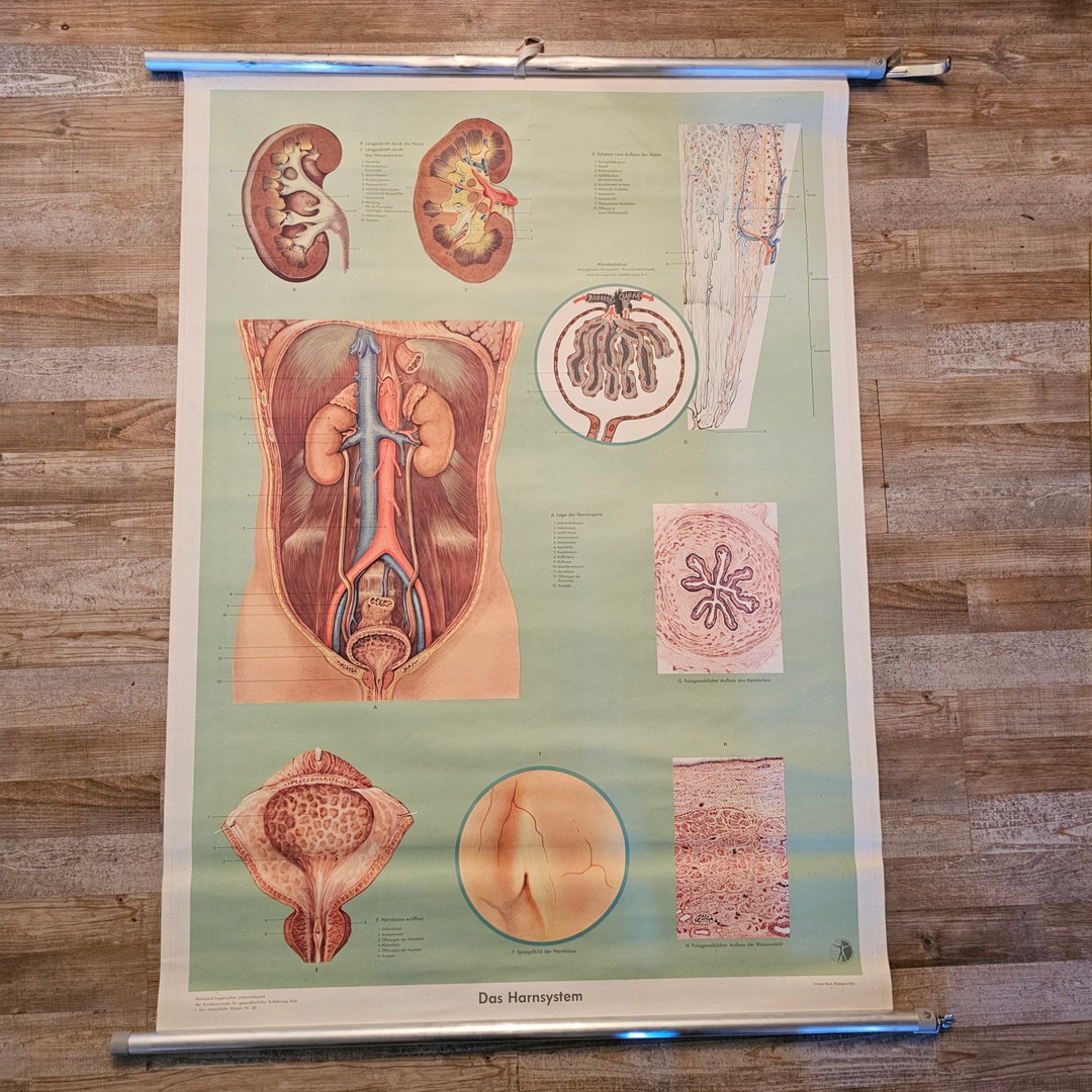 The Urinary System School Wall Chart Roll Chart Vintage Medical School Chart 1950s - Etsy UK