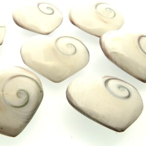 1 X Shiva Heart Shell Sacred Symbol - Etsy