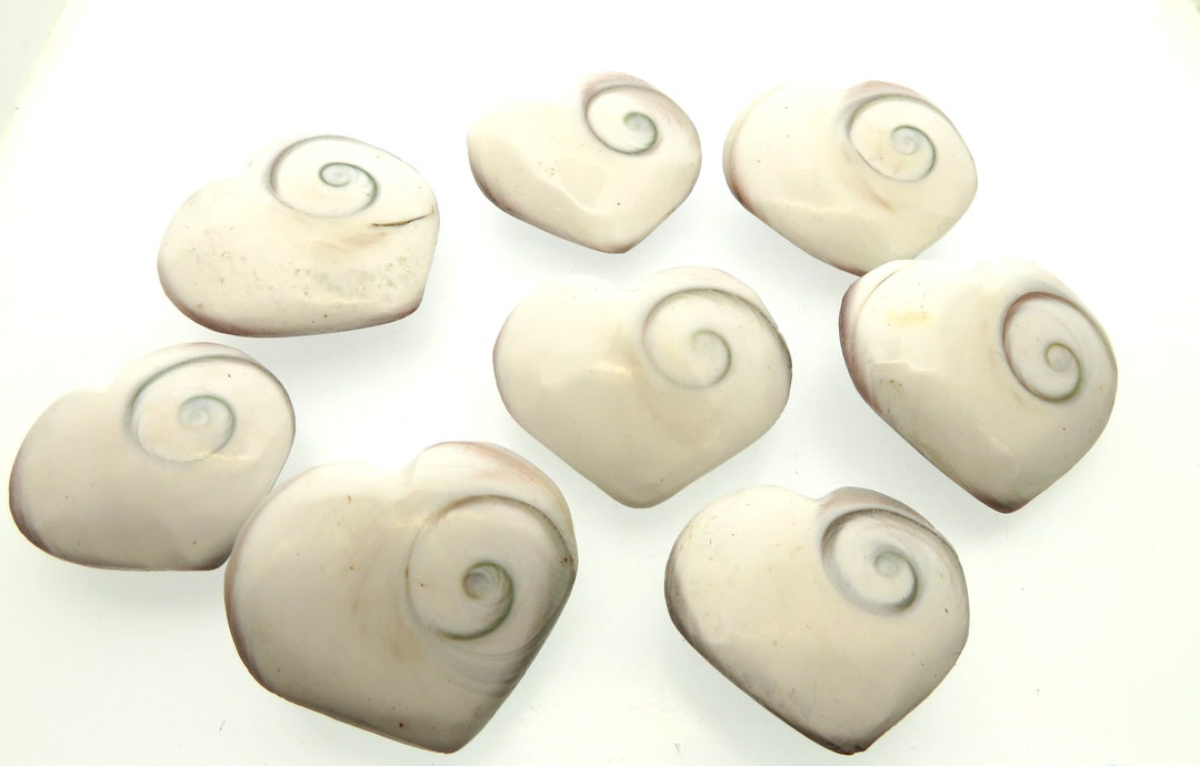 1 X Shiva Heart Shell Sacred Symbol - Etsy