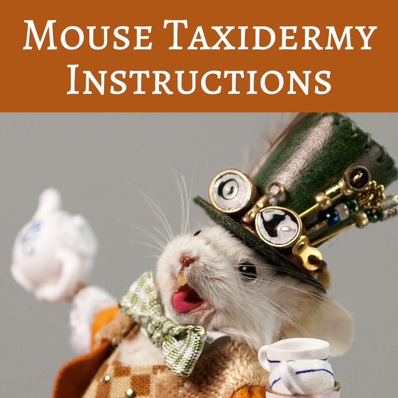 Taxidermy Rat - Etsy