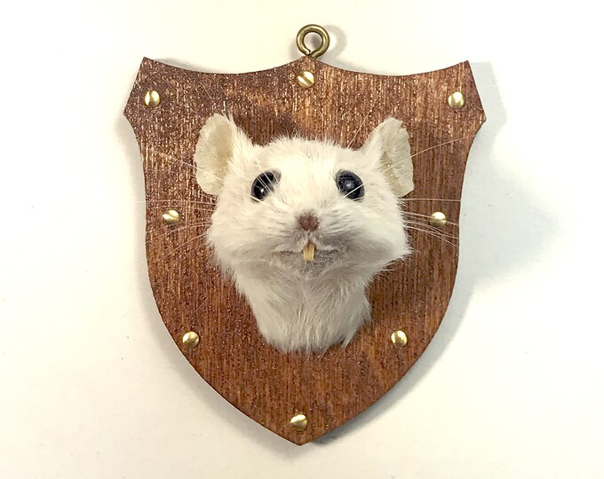 Taxidermy Mouse Wood Head Mount - Etsy