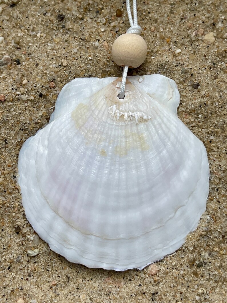 Scallop Shell Hummingbird Decopauge Ornament - Etsy