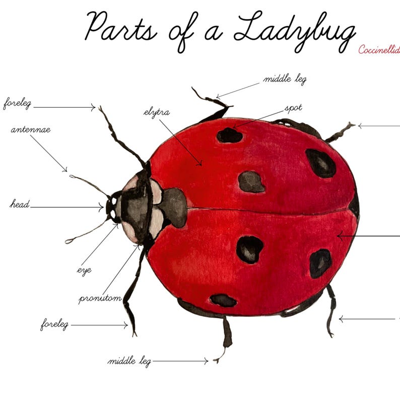 Parts of a Ladybug • Ladybug Anatomy (montessori)• Hand-painted ...