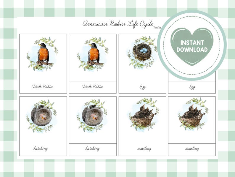 Montessori Cursive Bird Life Cycle: American Robin 3-part Cards (PDF ...