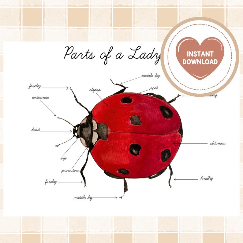 Parts of a Ladybug • Ladybug Anatomy (montessori)• Hand-painted ...