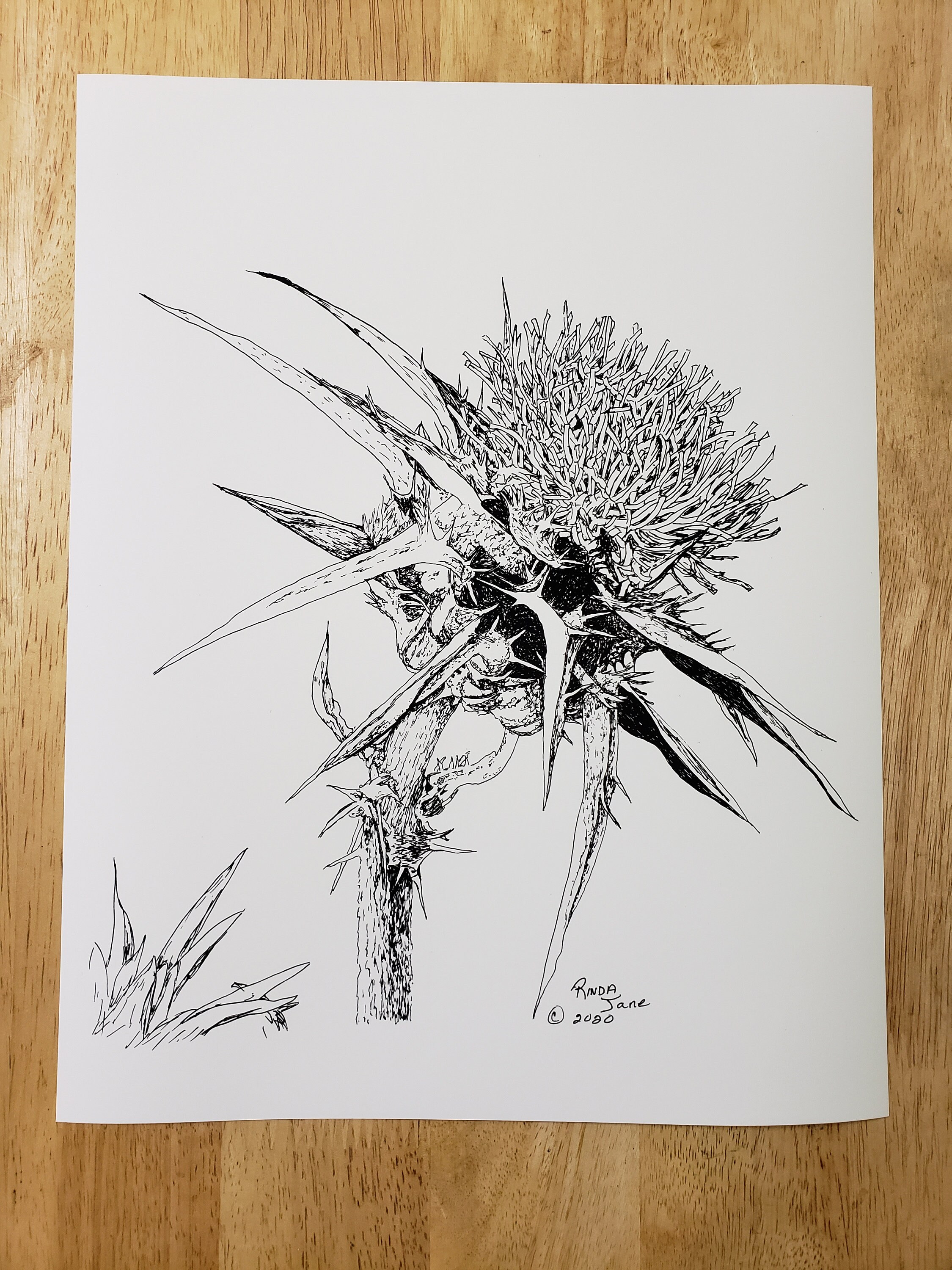 Thistle 11 X 14 " Pen and Ink Print From Original Signed, Shipped ...