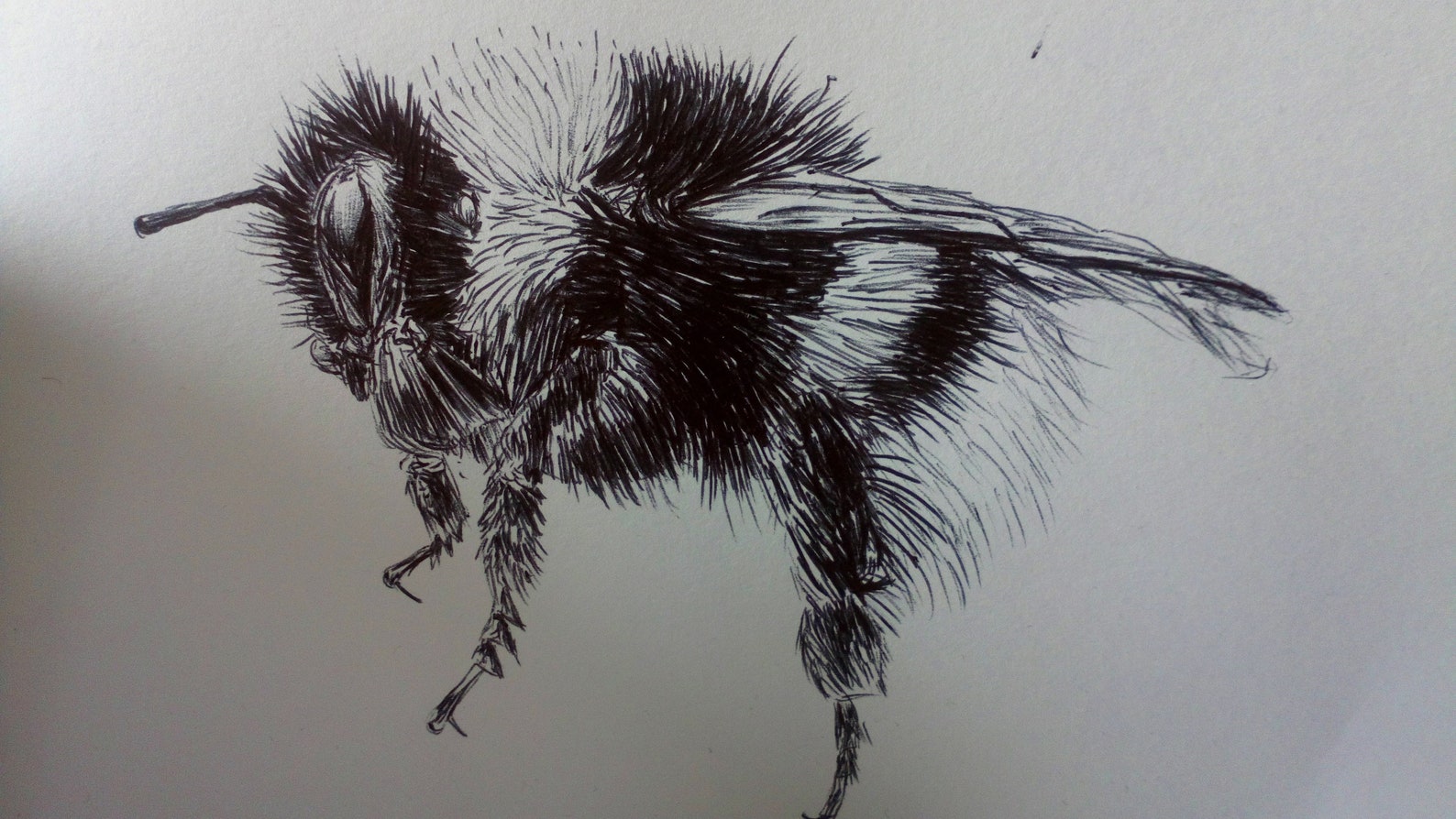 Original Biro Animal Illustrations on Paper approx. - Etsy Polska