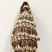 African Cowrie Shell Wood Ethiopian Container Oromo - Etsy