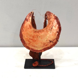 Papua New Guinea Necklace Kina Shell Melpa Tribe Currency Kina Shell - Etsy