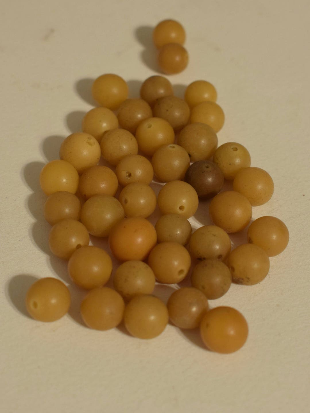 Philippine Beige Buri Nut Beads - Etsy