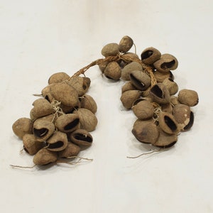 Papua New Guinea Seed Pod Sing Sing Dance Rattles - Etsy