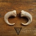 Bone Imitation Skull Gauges Ear Hanging Plugspolymer Clay - Etsy