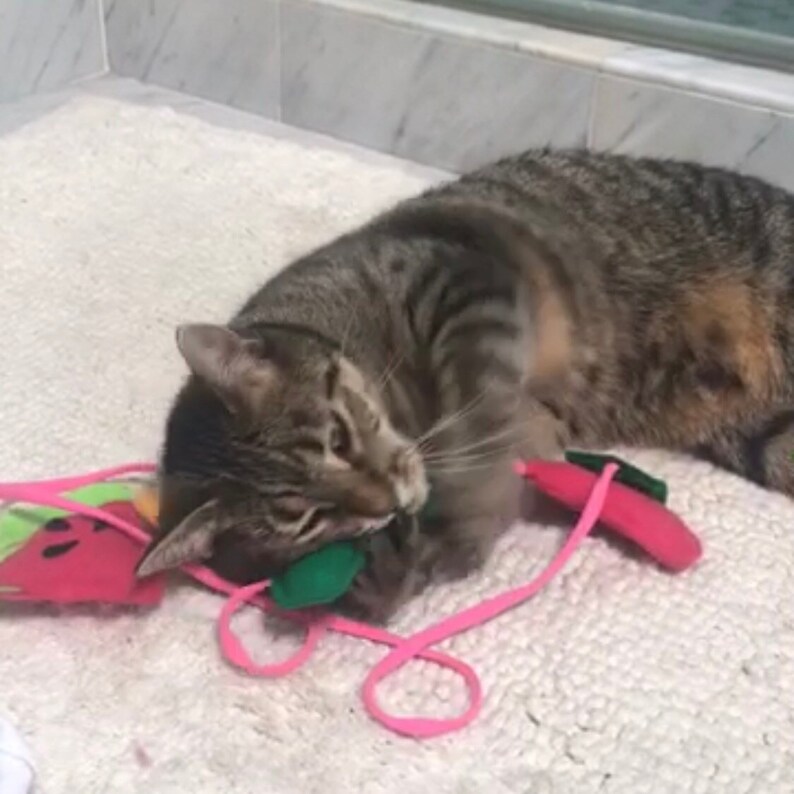 Jelly Bean Catnip Cat String Toy Organic Cat Nip Easter | Etsy