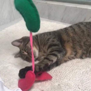 Jelly Bean Catnip Cat String Toy - Organic Cat Nip Easter Jelly Bean ...