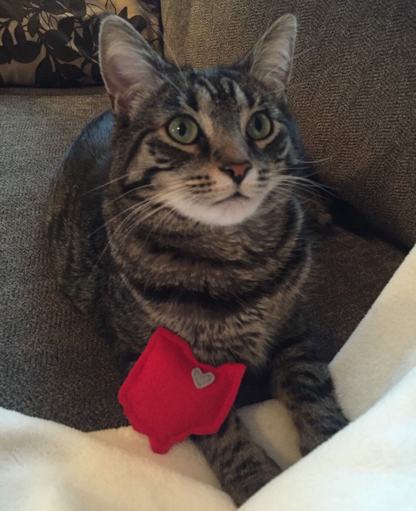 Ohio State Cat Toy Catnip Cat Toy State and City Cat Nip - Etsy