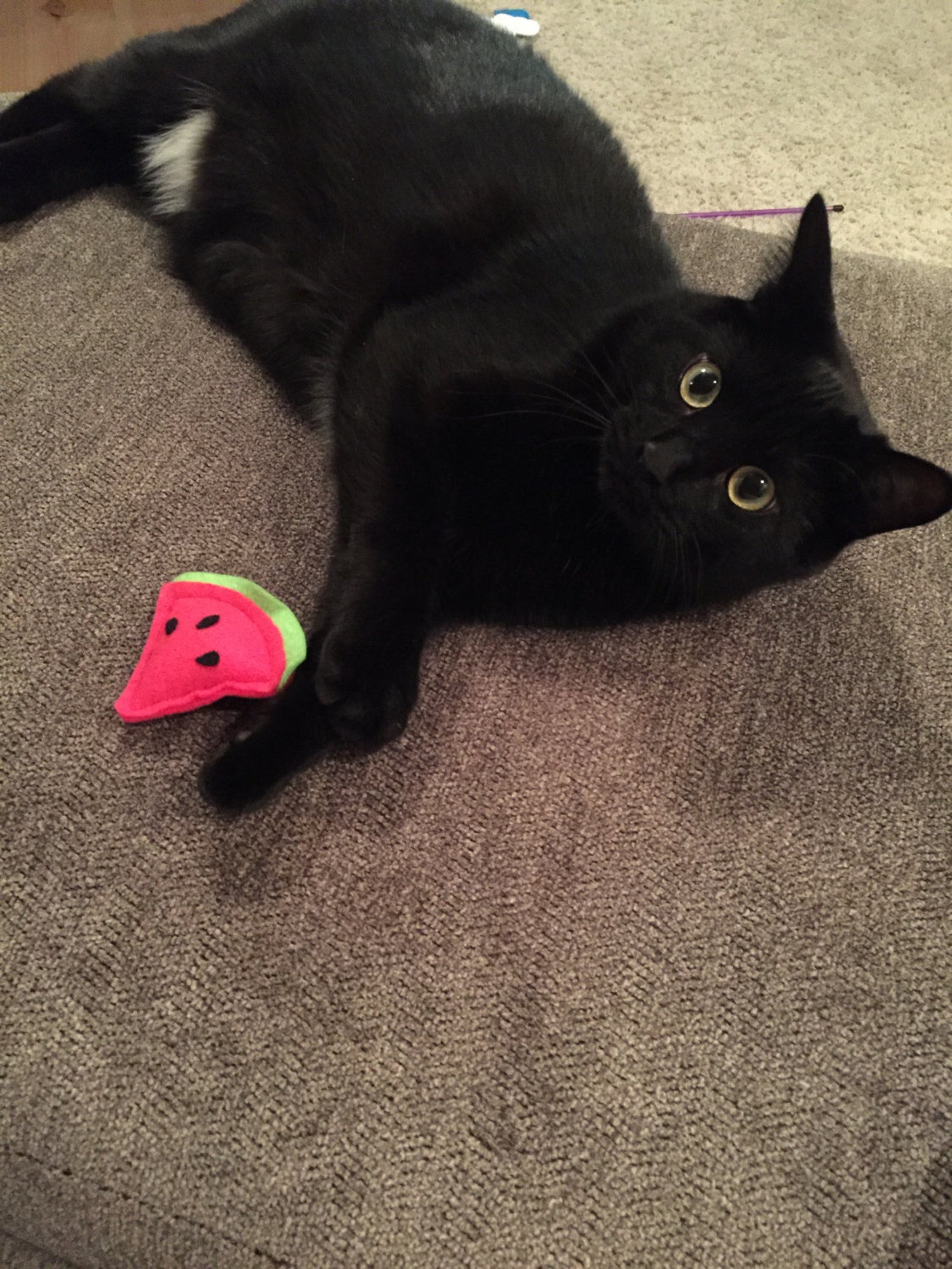 Watermelon Slice Cat Toy: Organic Catnip, Summer Fun - Etsy
