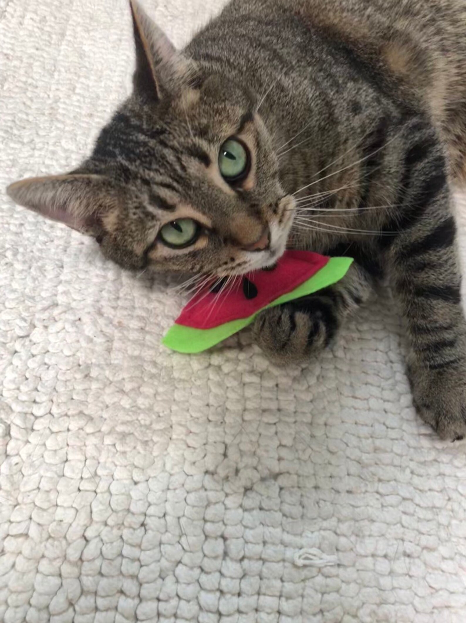Watermelon Slice Cat Toy: Organic Catnip, Summer Fun - Etsy