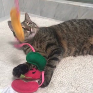 Jelly Bean Catnip Cat String Toy - Organic Cat Nip Easter Jelly Bean ...