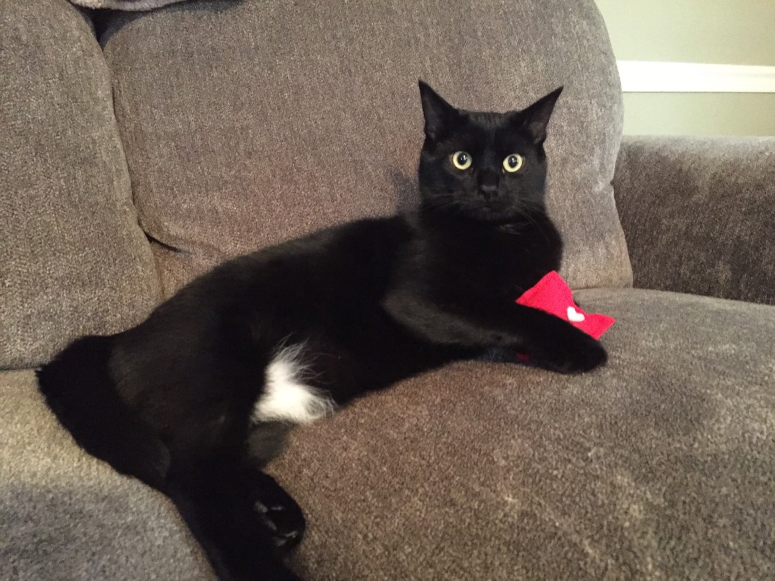 Ohio State Cat Toy Catnip Cat Toy State and City Cat Nip - Etsy