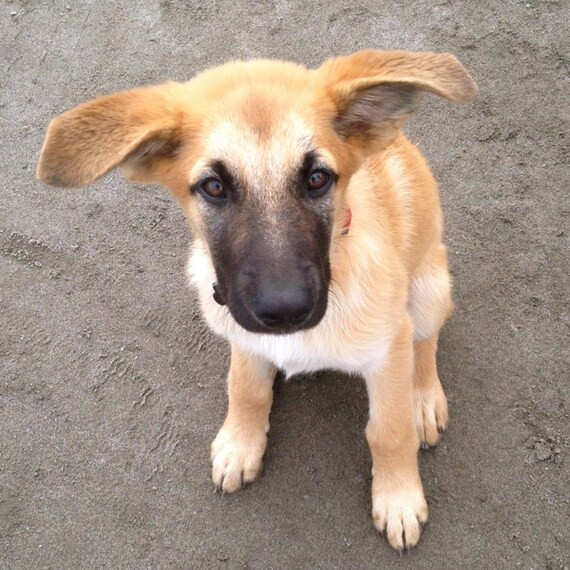 Chinook German Shepherd Mix