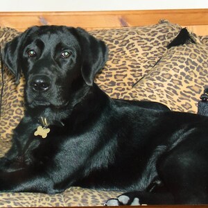 Black Lab Looking Regal...11 X 14 - Etsy