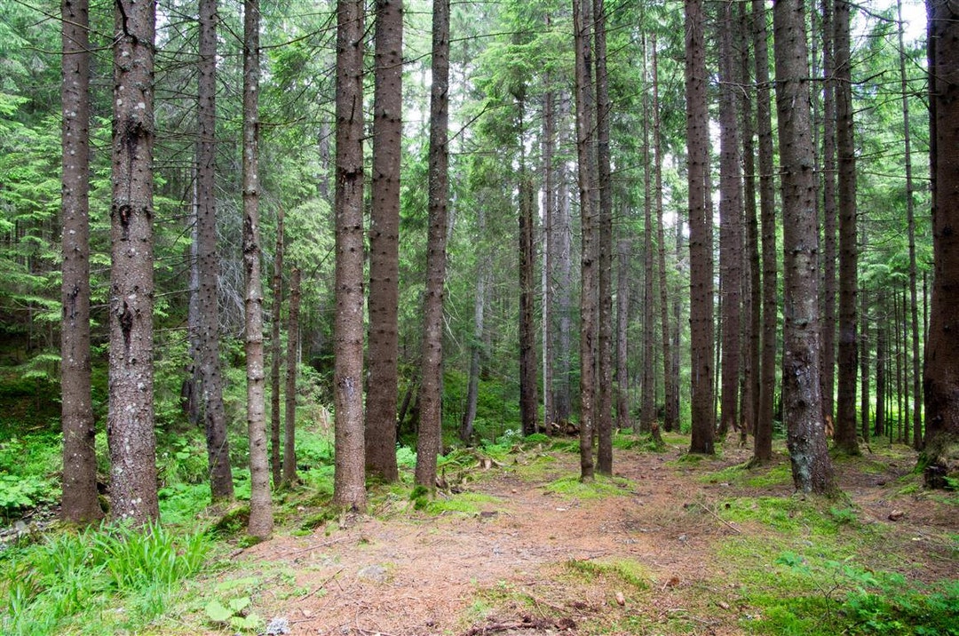 Forest Wall Decal Print Trees Wall Decal Poster Green Tree - Etsy