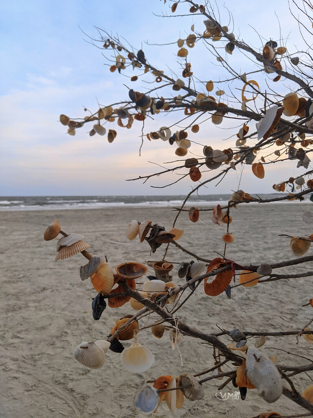 Buy Folly Beach Shell Tree Art Print: South Carolina Seascape (digital ...