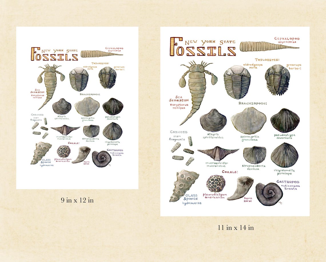 New York State Fossils Watercolor Signed Archival Print // 9 X 12 Size ...