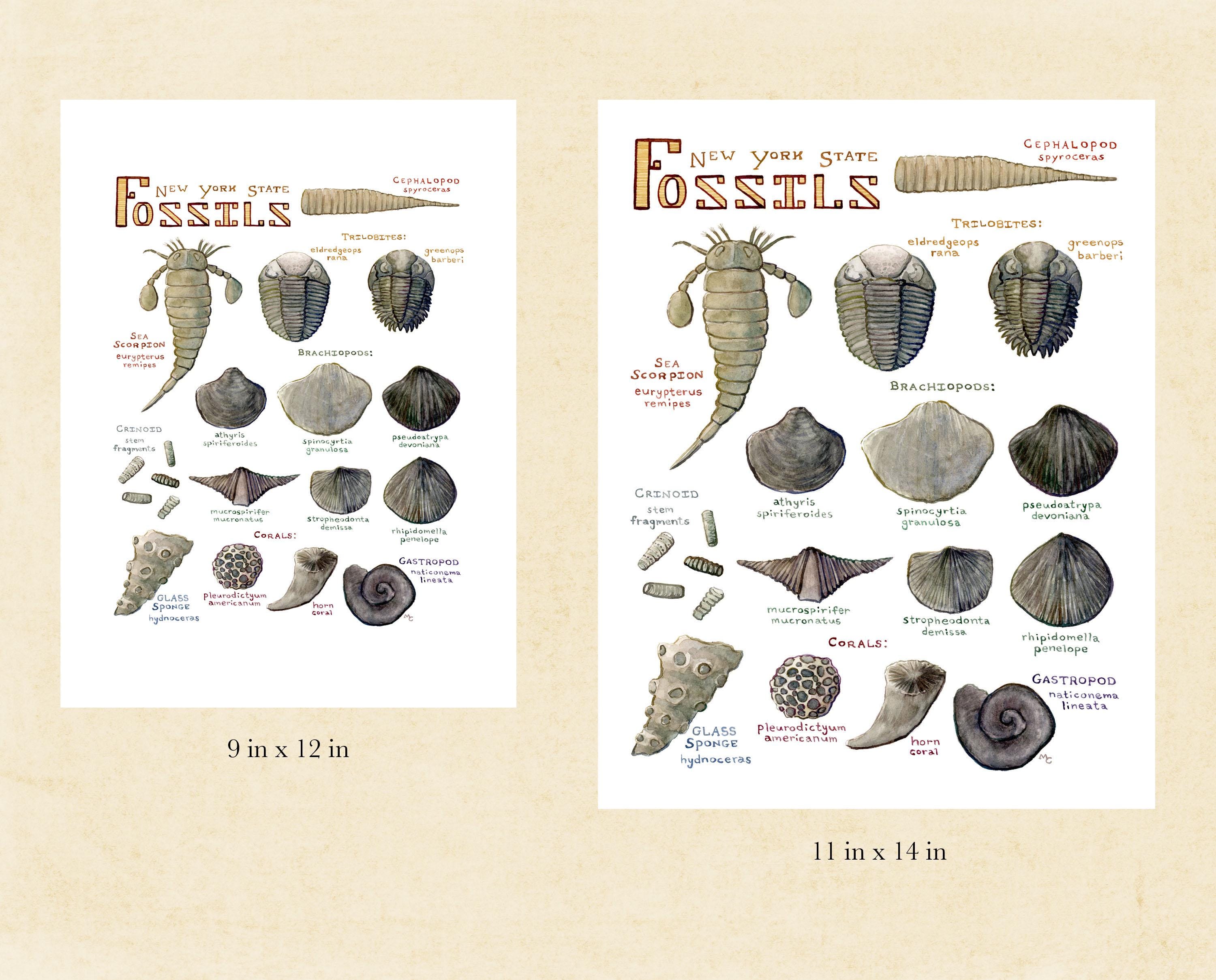 New York State Fossils Watercolor Signed Archival Print // 9 X 12 Size ...