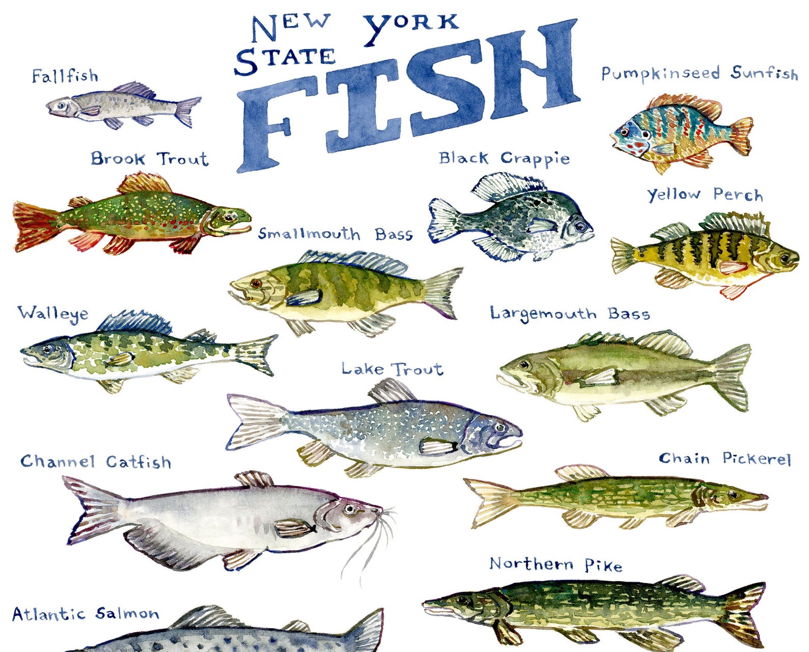 New York State Fish Watercolor Signed Archival Print // 9 X 12 Size ...