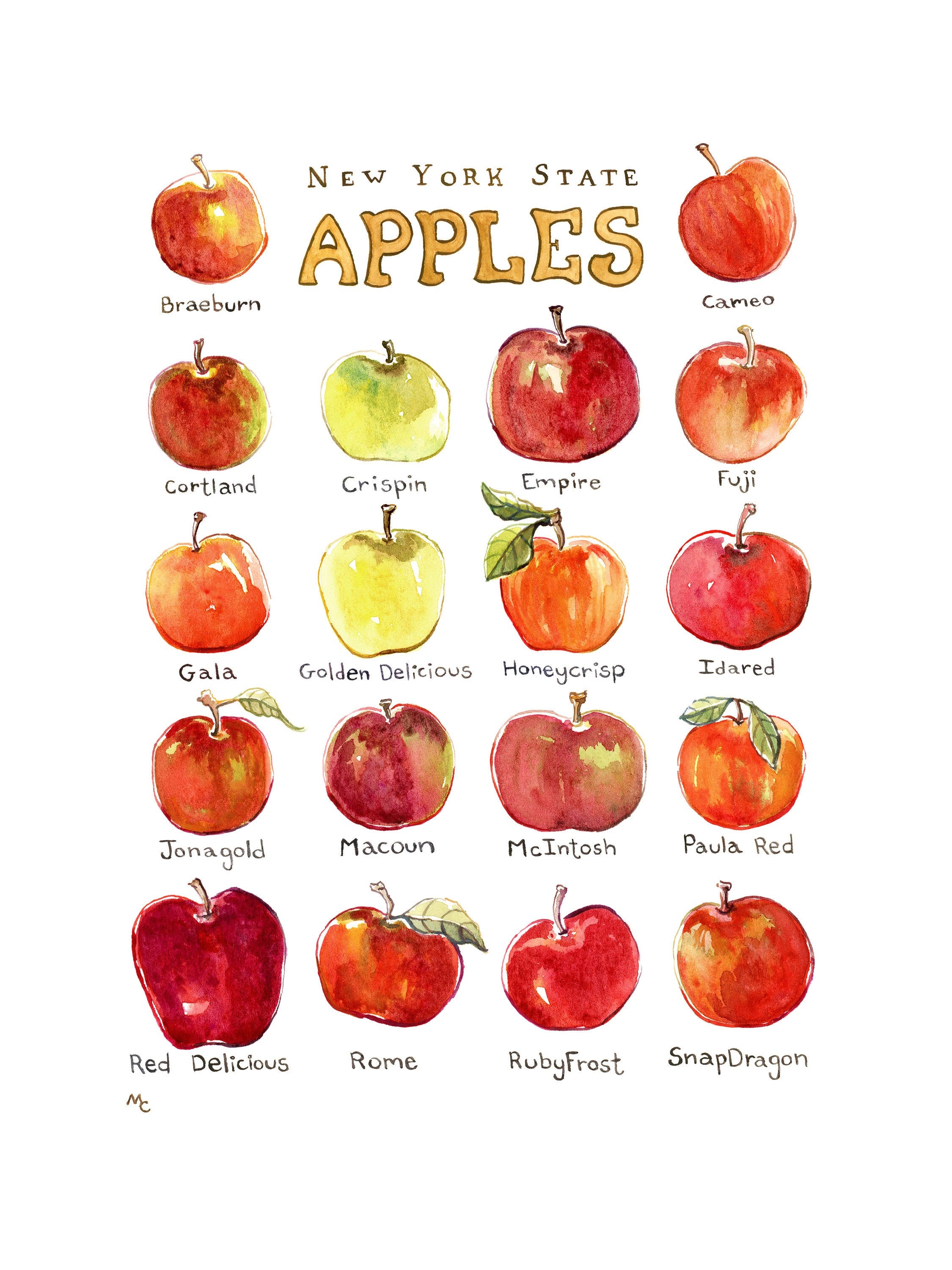 New York State Apples Watercolor Signed Archival Print // 9 X 12 Size ...