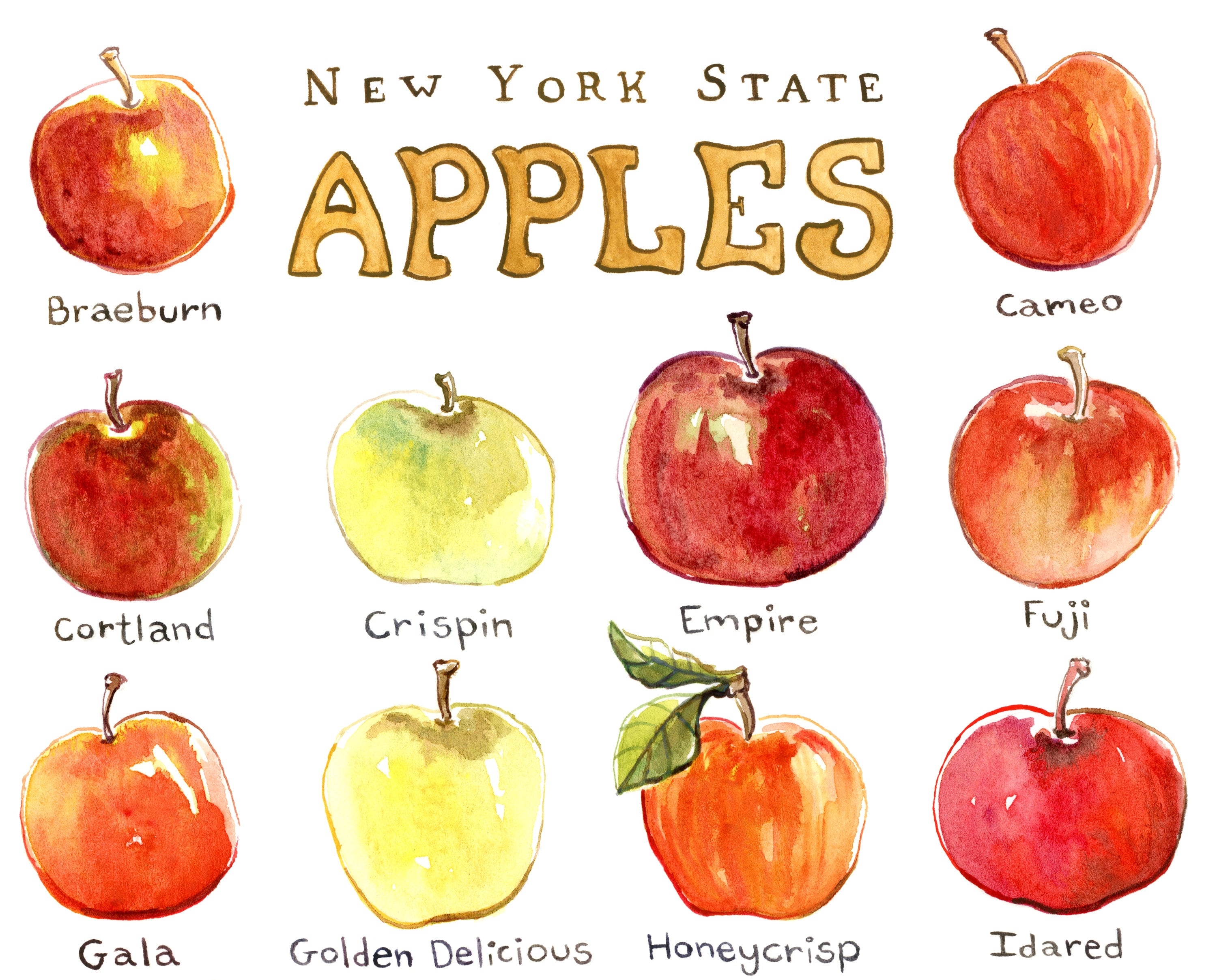 Tipos De Manzanas Tipos De Manzanas Mas Comunes
